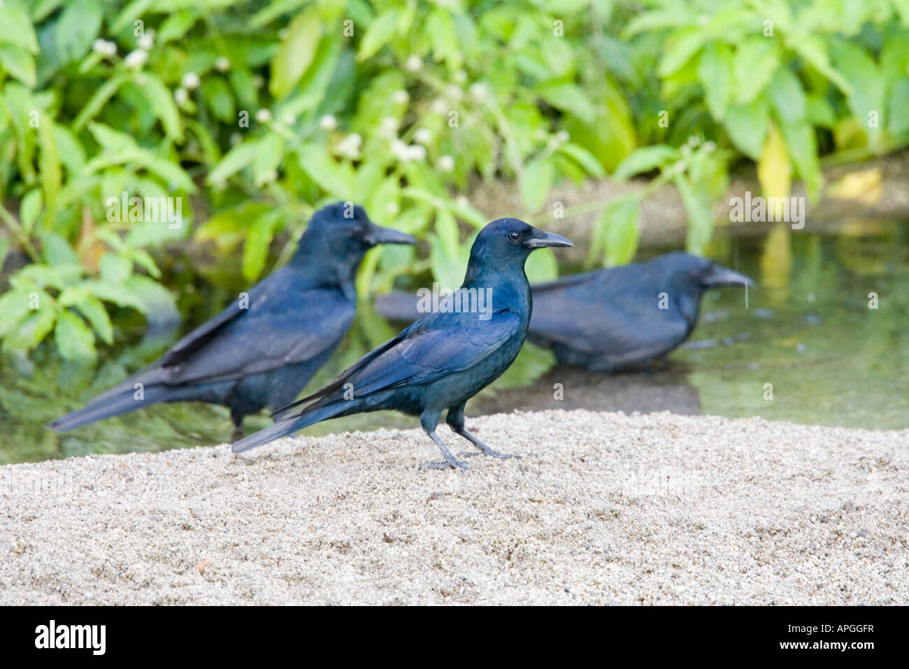 Sinaloa Crow Corvus sinaloae Sayulita Nayarit Mexico 16 January Adult Corvidae Stock Photo - Alamy