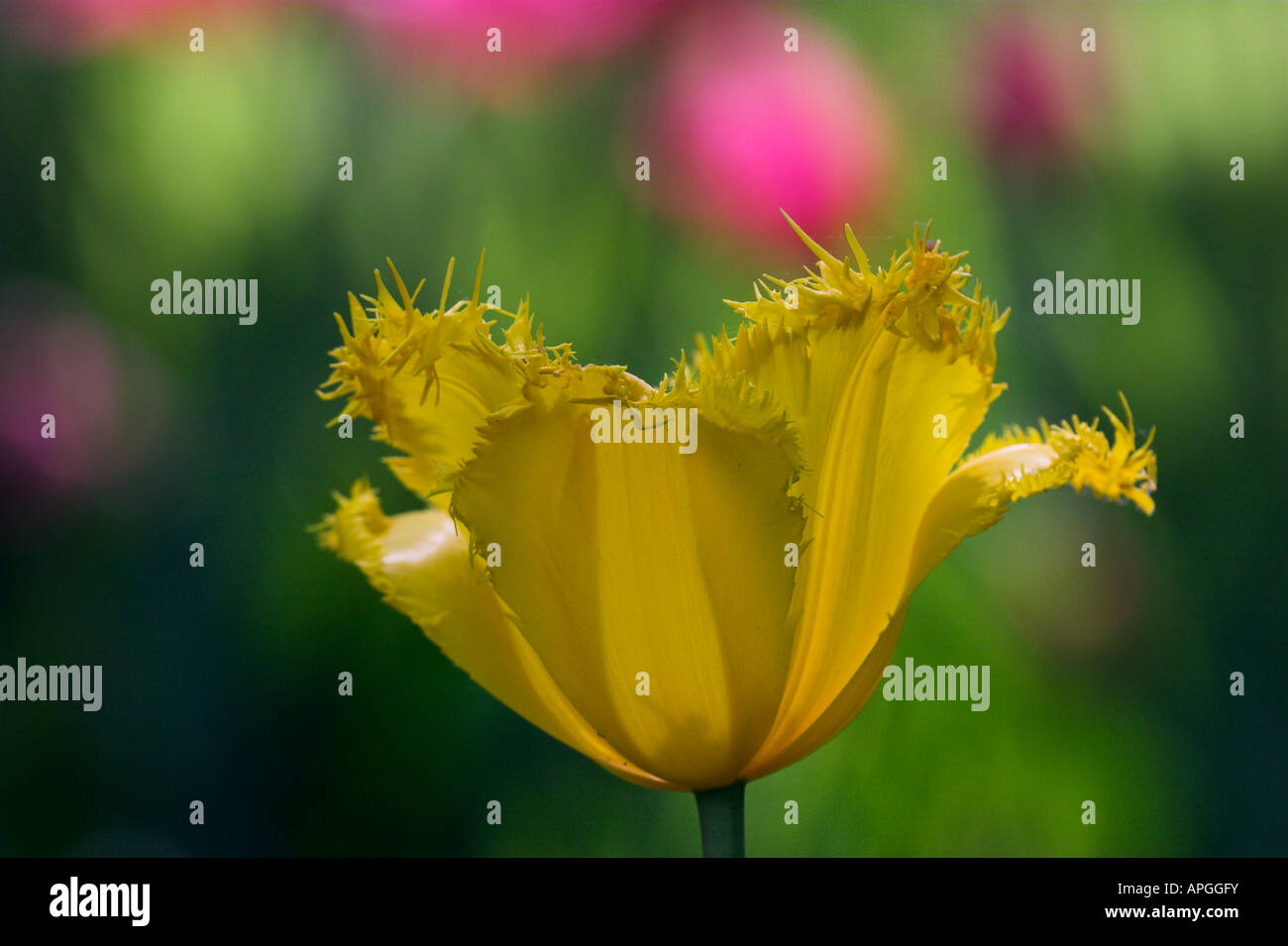 Hamilton tulip hi-res stock photography and images - Alamy