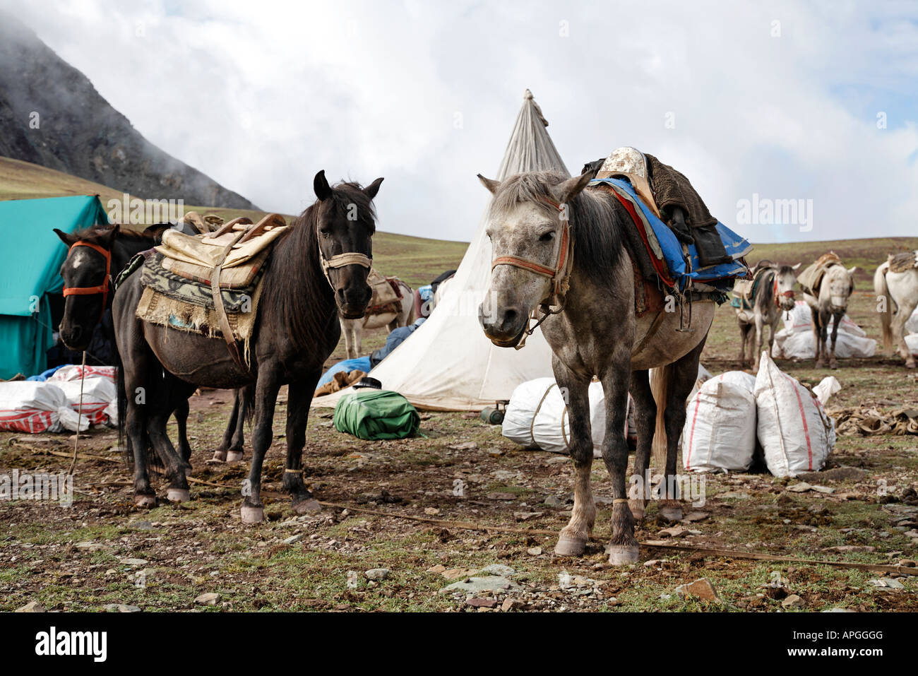 Pack horses at a trekking campsite in Ladakh India Stock Photo - Alamy