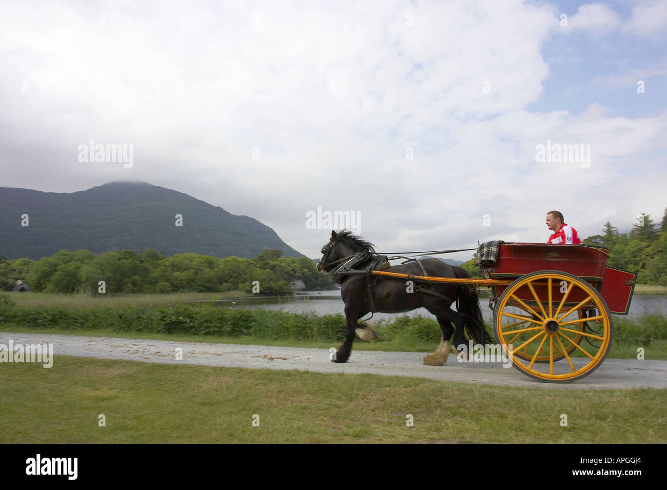 driver takes a horse and trap jaunting cart ride next to the killarney ...