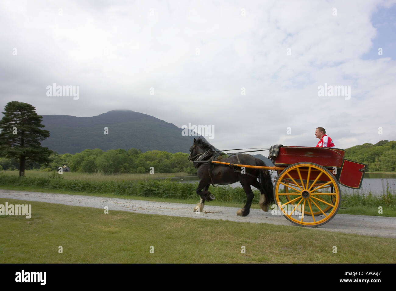 driver takes a horse and trap jaunting cart ride next to the killarney ...
