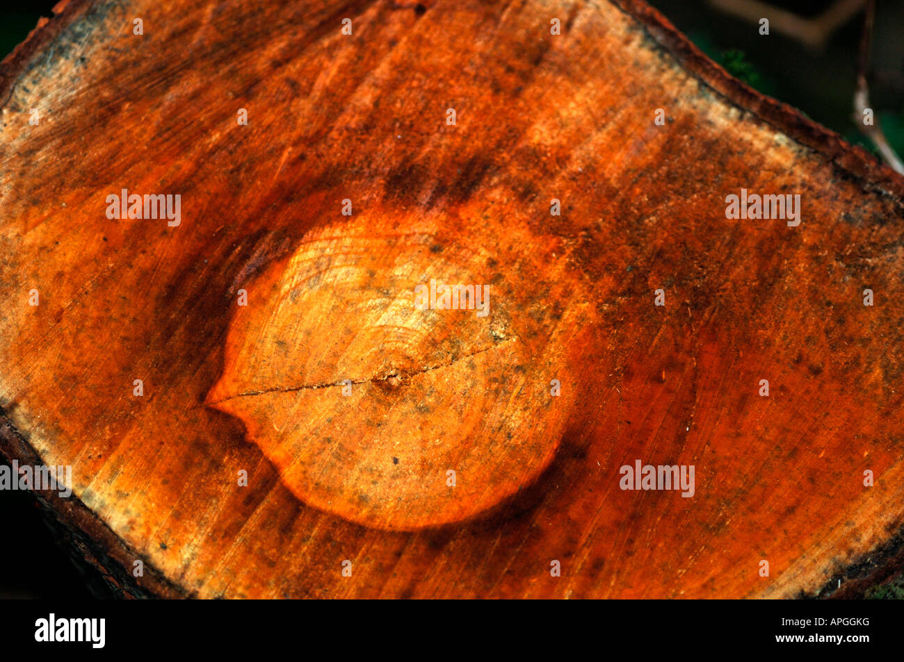 The Colourful Natural Top Of A Tree Stump Stock Photo - Alamy