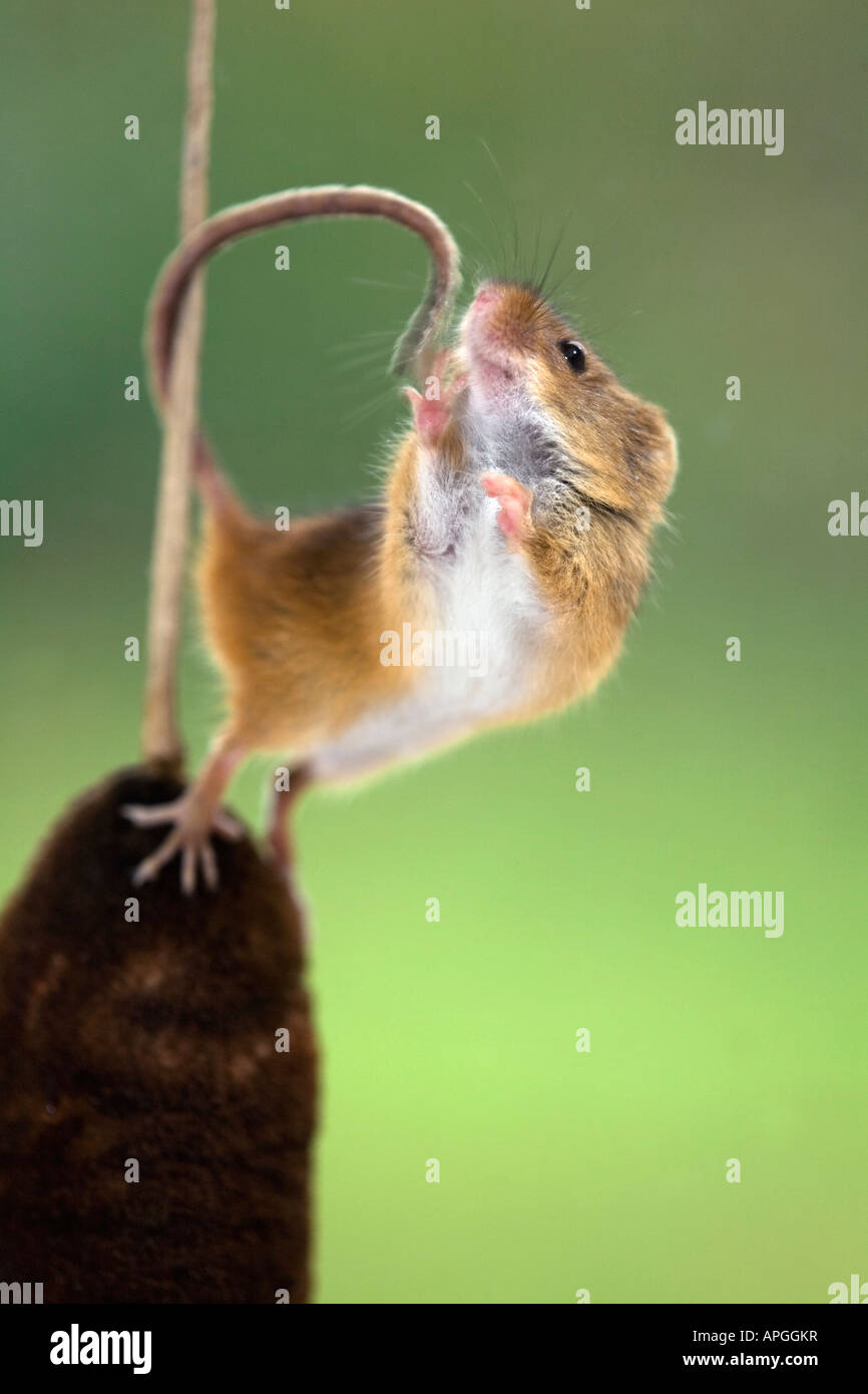 Mouse jump cute hi-res stock photography and images - Alamy