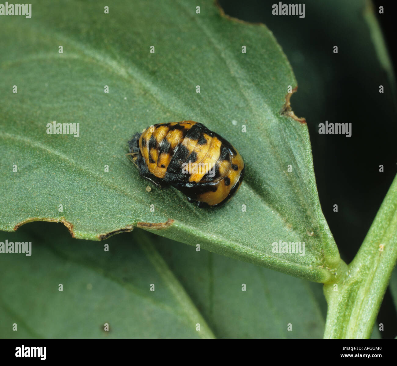 Pupa at a leaf hi-res stock photography and images - Alamy