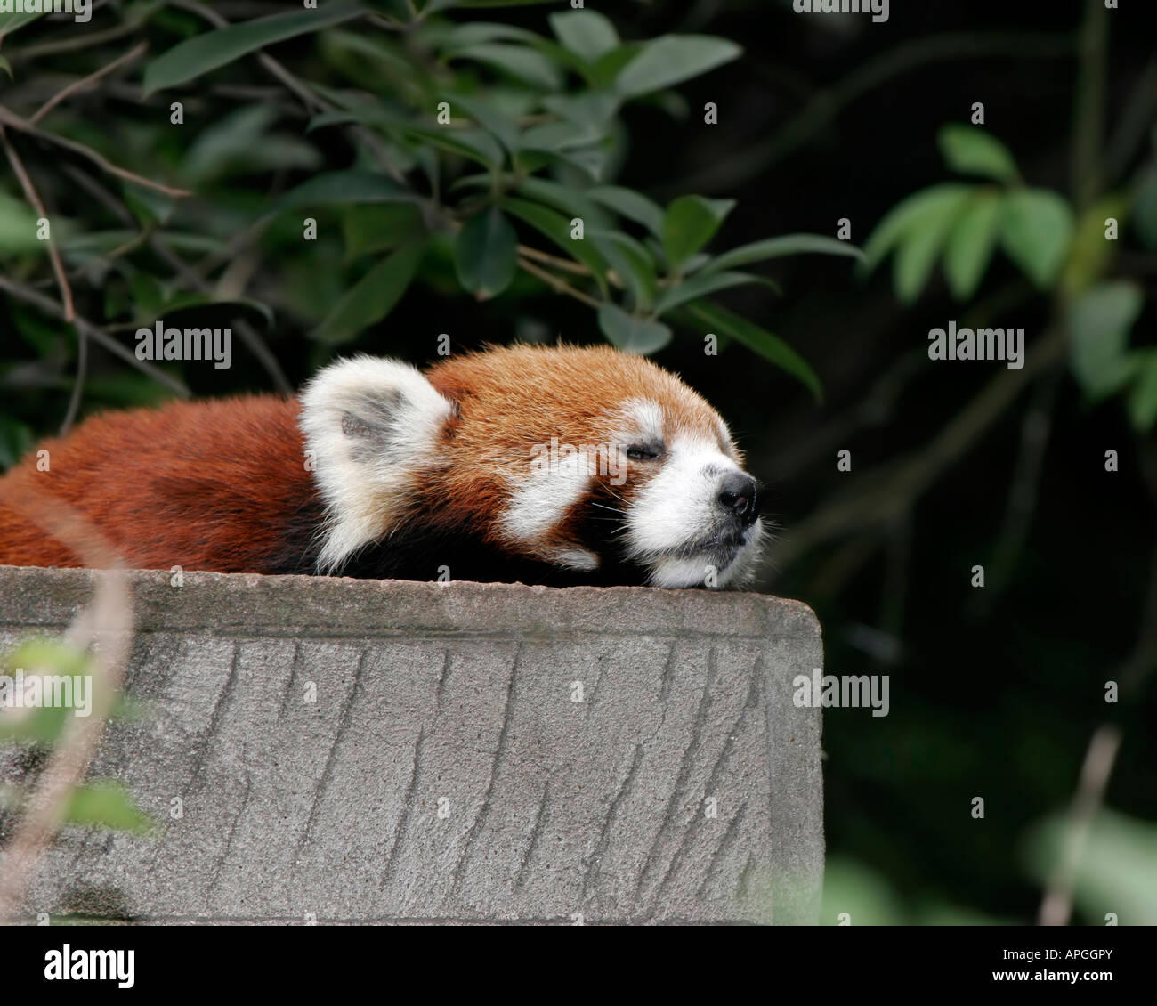 red panda napping chengdu panda breeding center, china Stock Photo - Alamy