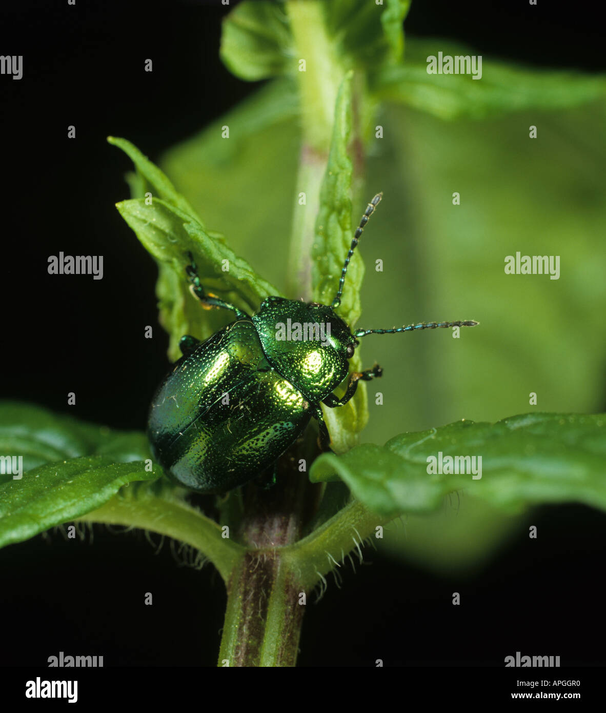 Mint beetle Chrysolina menthastri adult beetle on mint leaf Stock Photo ...