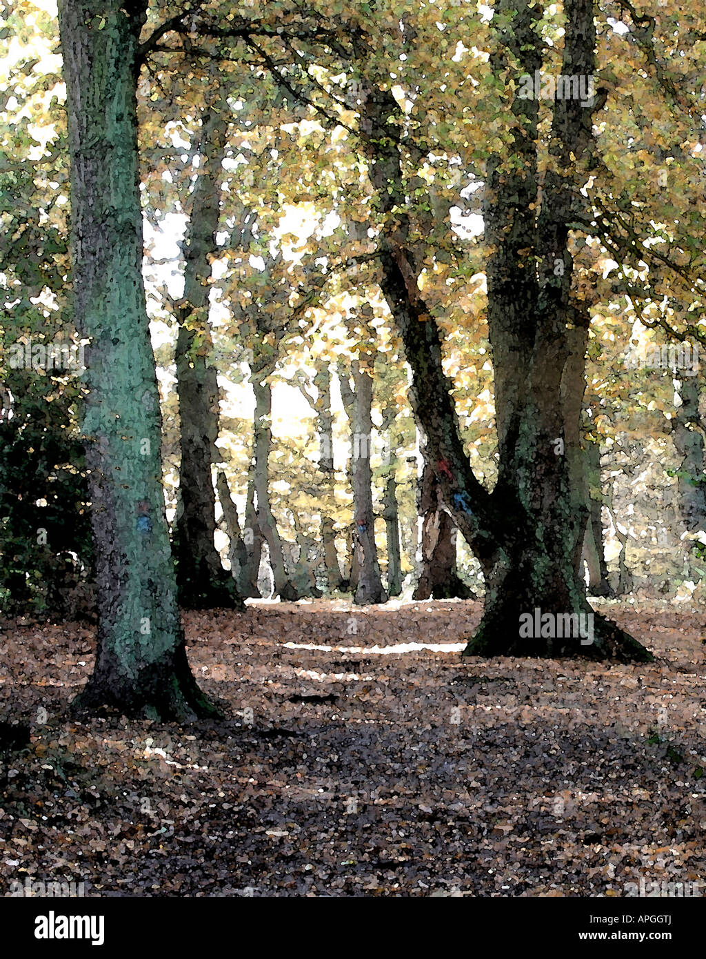 Autumn leaves and trees in woods Stock Photo - Alamy