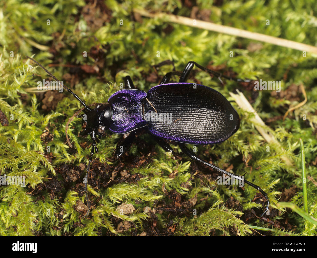 Beetle habitat hi-res stock photography and images - Alamy