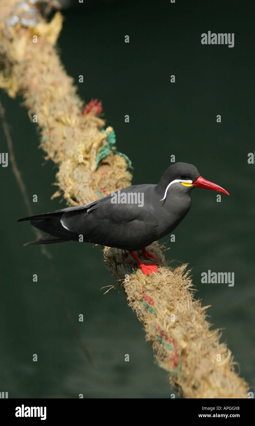 Inca ship hi-res stock photography and images - Alamy