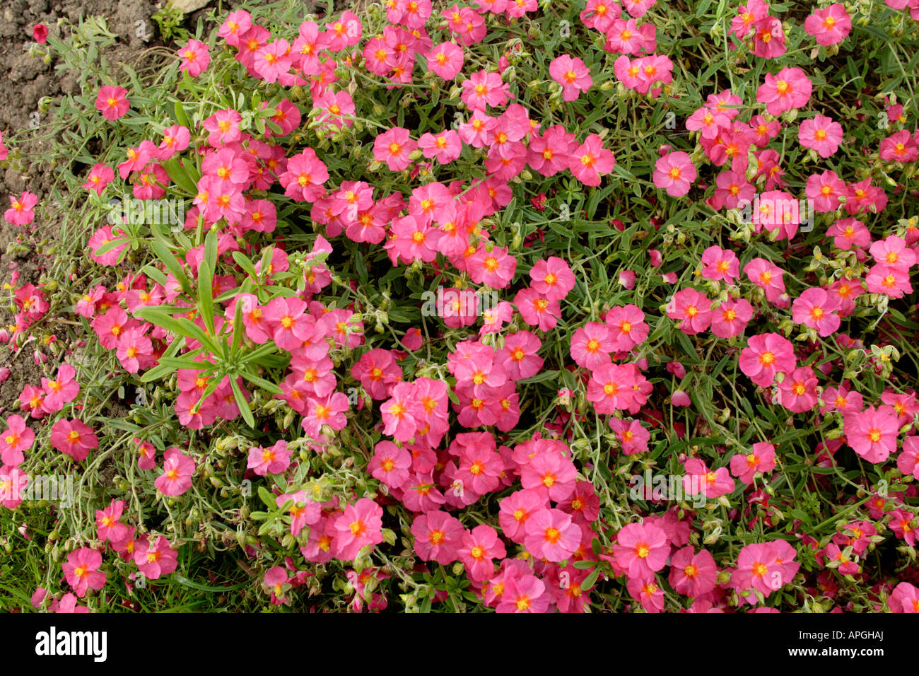 Rockroses hi-res stock photography and images - Alamy