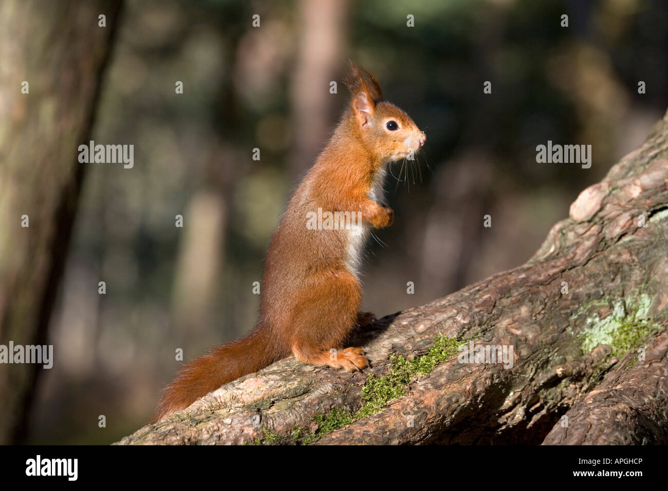 Red squirrel uk formby hi-res stock photography and images - Alamy