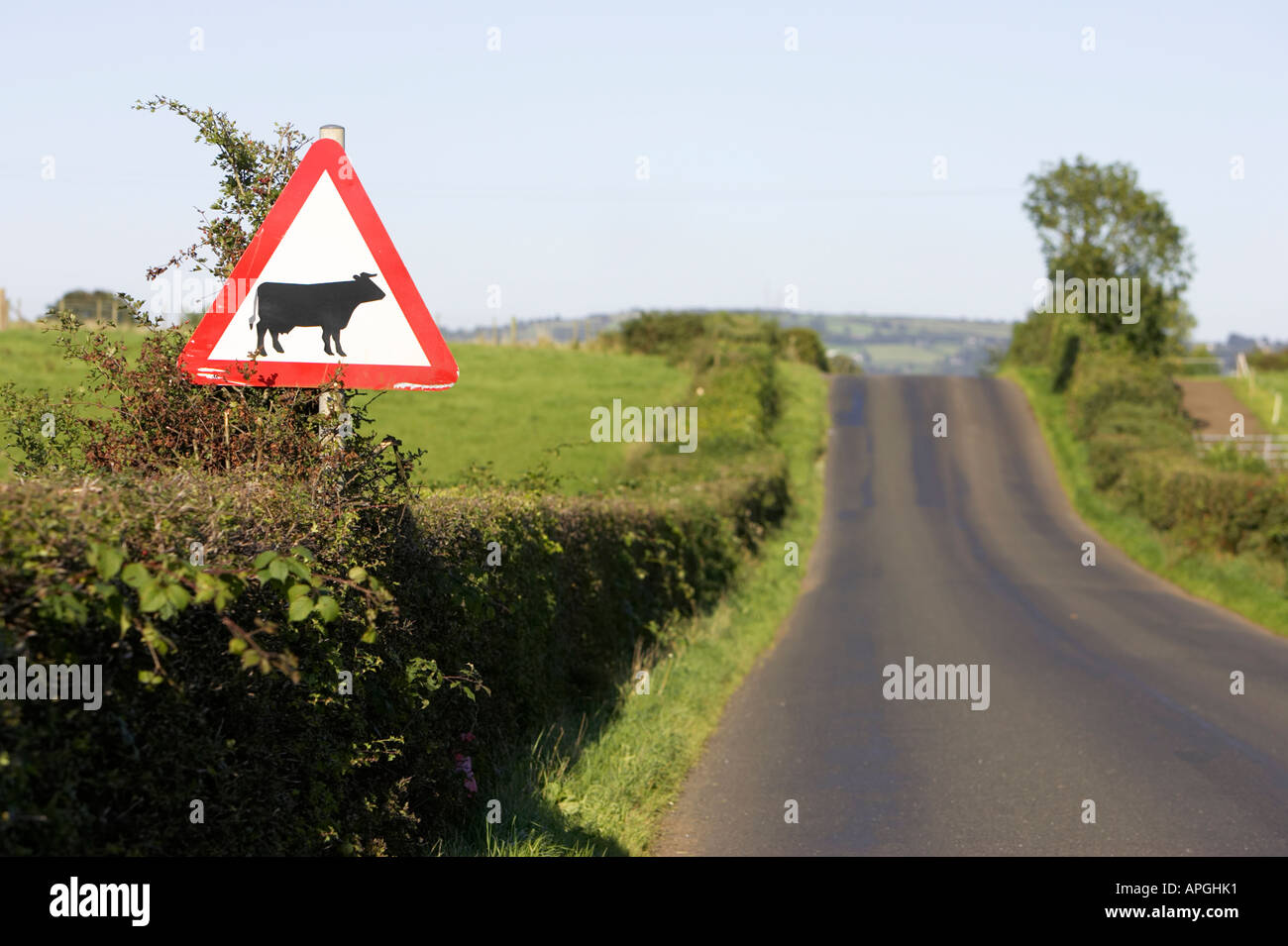 triangular red white and black cattle crossing ahead warning road sign ...