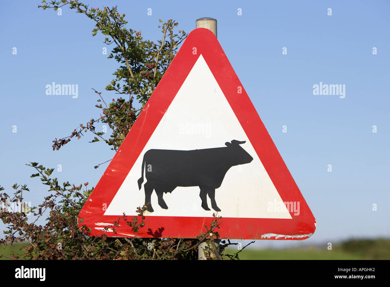 No cow road sign hi-res stock photography and images - Alamy