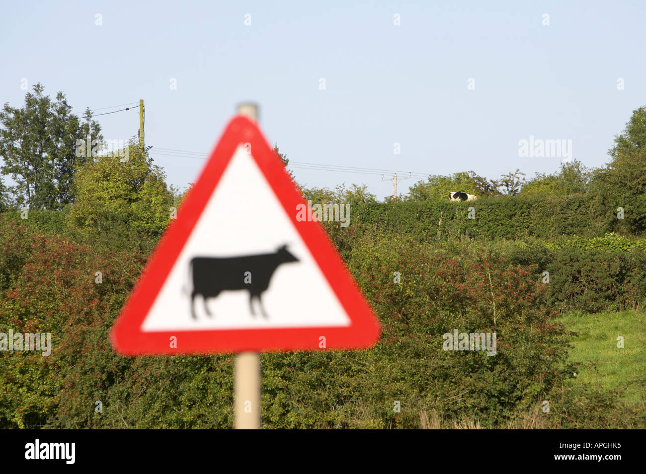 Black bull in red sign hi-res stock photography and images - Alamy
