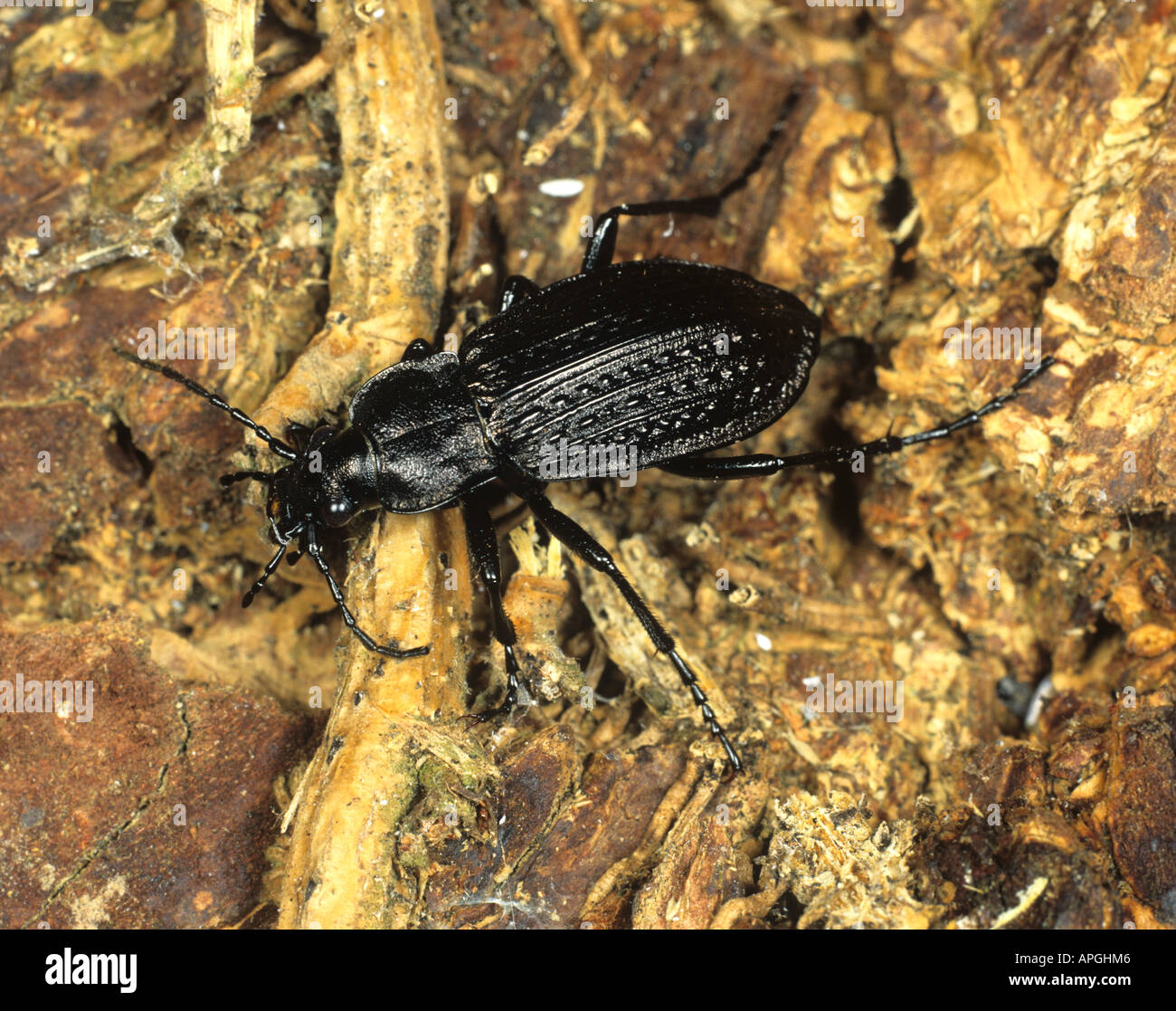 Carabid ground beetle predatory hi-res stock photography and images - Alamy