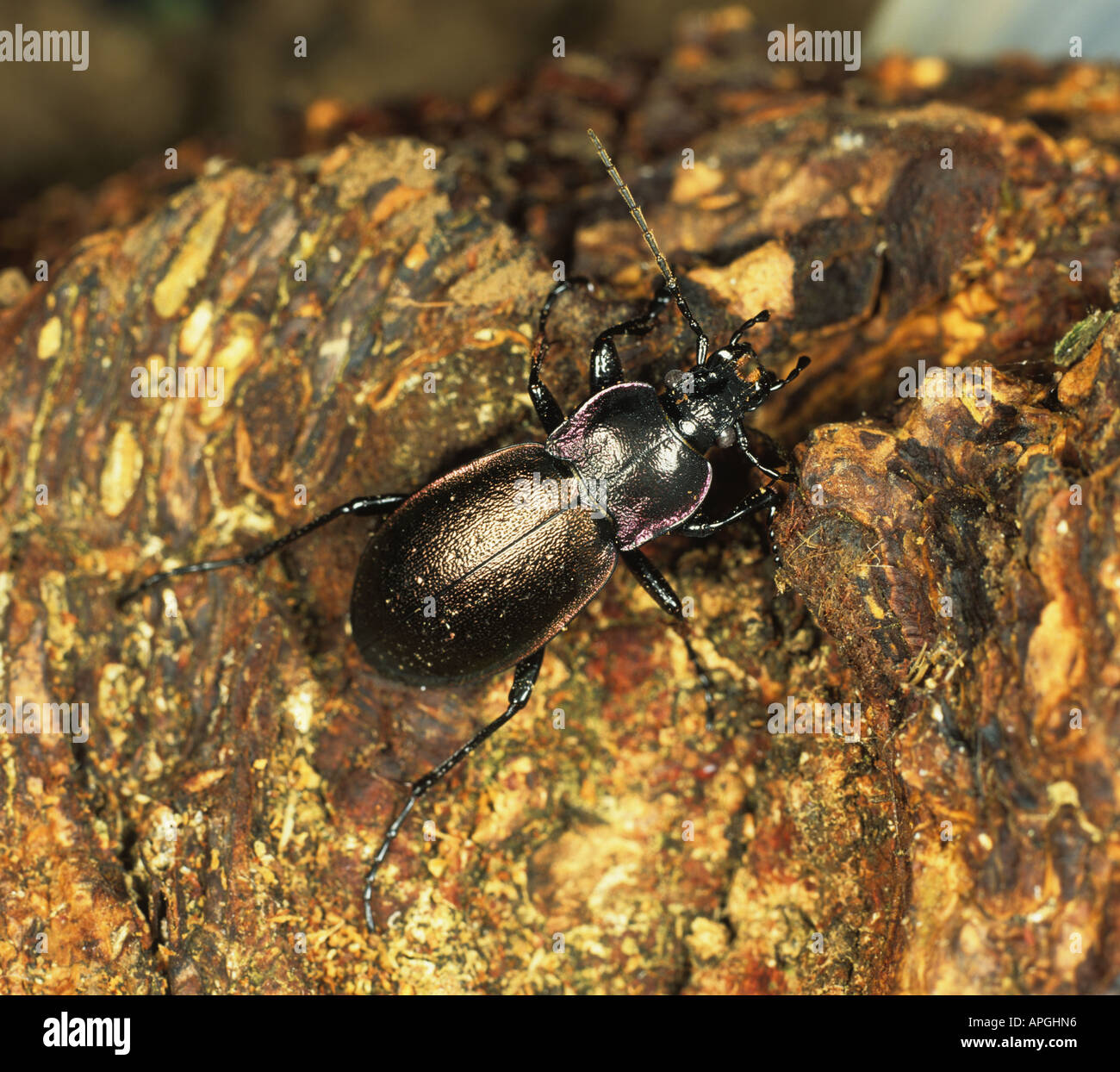 Carabid ground beetle predatory hi-res stock photography and images - Alamy
