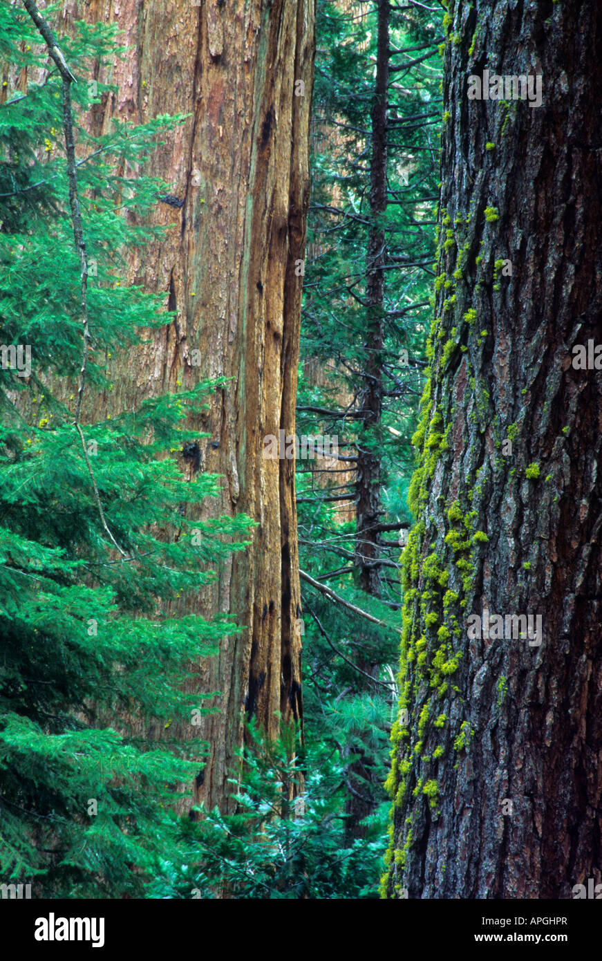 Pine Trees and Giant Sequoias in Long Meadow Grove, Sequoia National ...