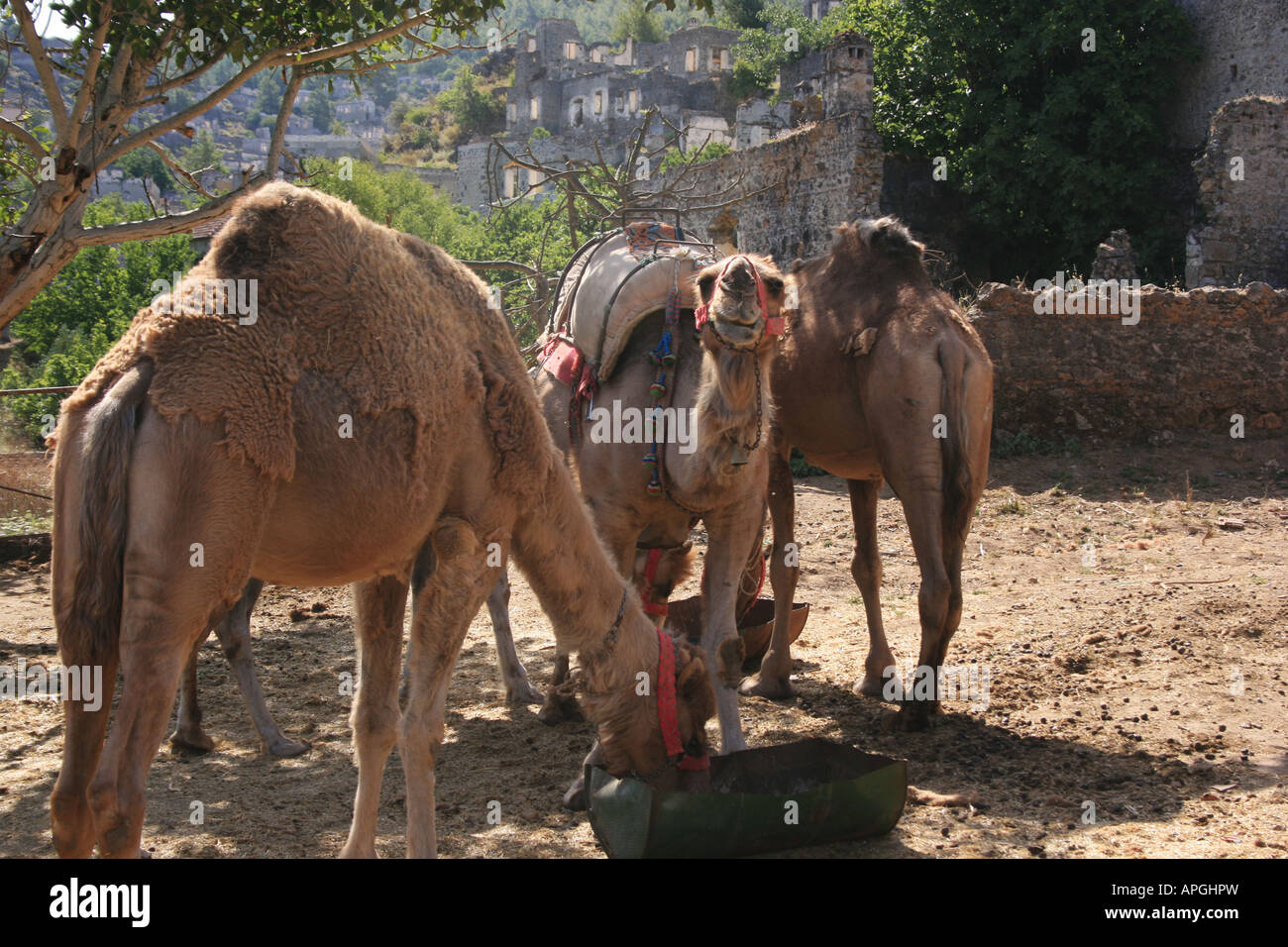 Turkey camels hi-res stock photography and images - Alamy
