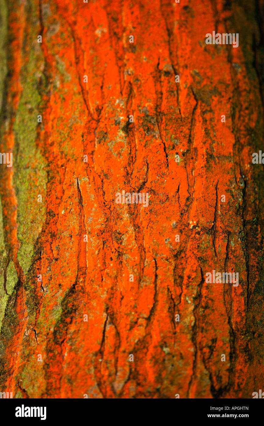 Colorful patterned tree bark hi-res stock photography and images - Alamy