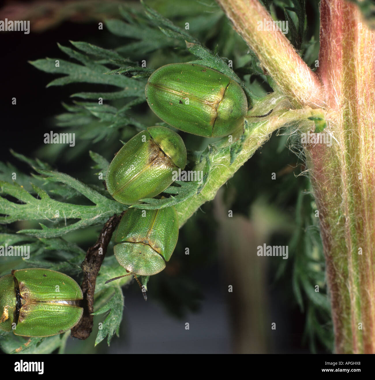Tortoise beetle Cassida sanguinolenta adults on yarrow leaves Stock ...