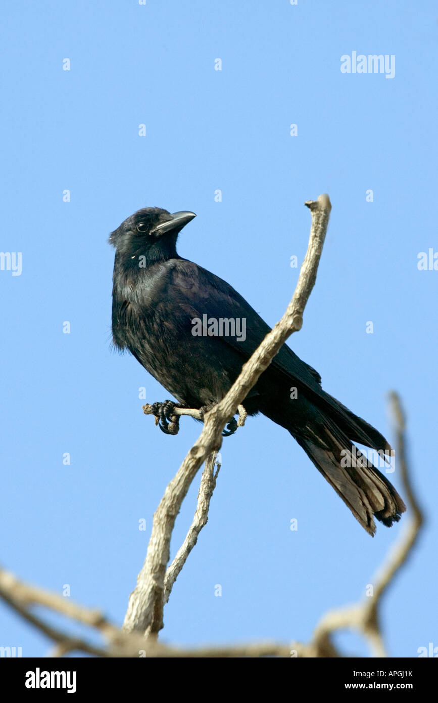 Sinaloa Crow Corvus sinaloae Sayulita Nayarit Mexico 16 January Adult ...