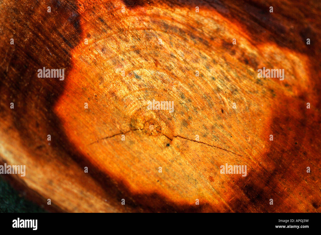 The Colourful Natural Top Of A Tree Stump Stock Photo - Alamy