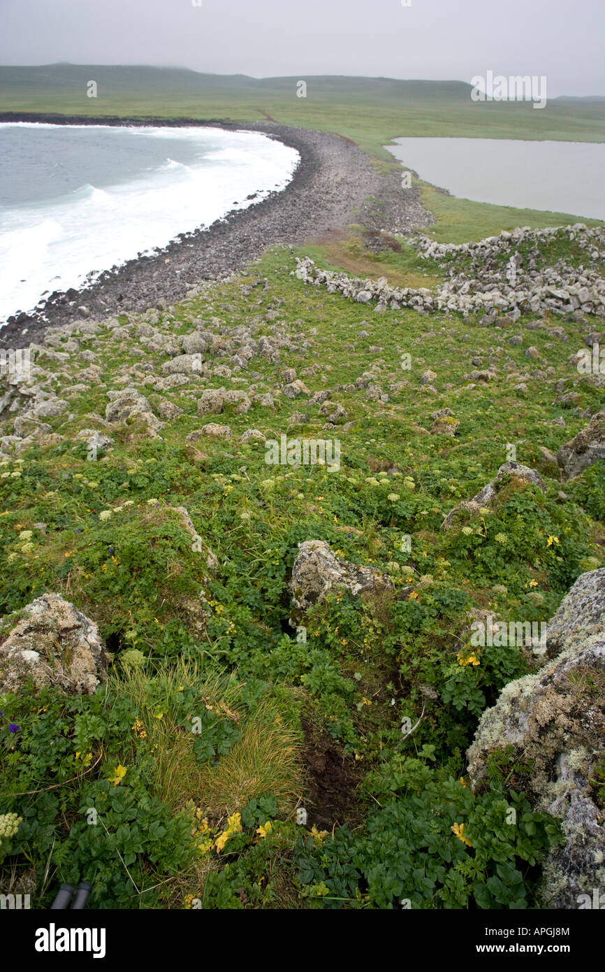 alaska st paul island pribilof islands Stock Photo - Alamy