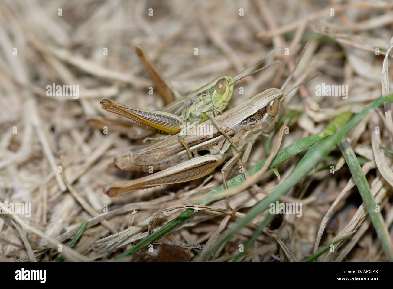 Grasshoppers mating insects hi-res stock photography and images - Alamy