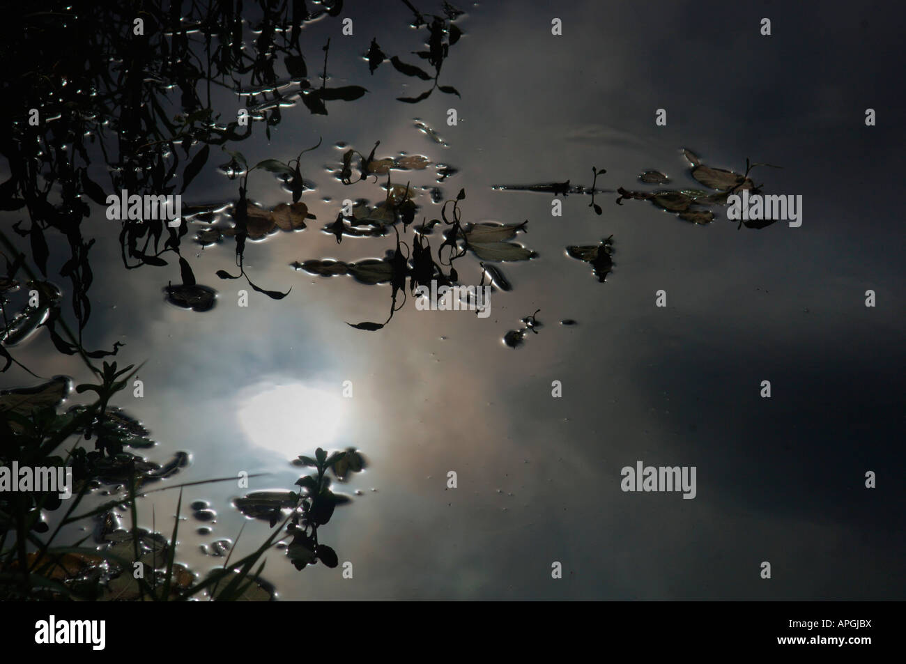 Aquatic reflections hi-res stock photography and images - Alamy