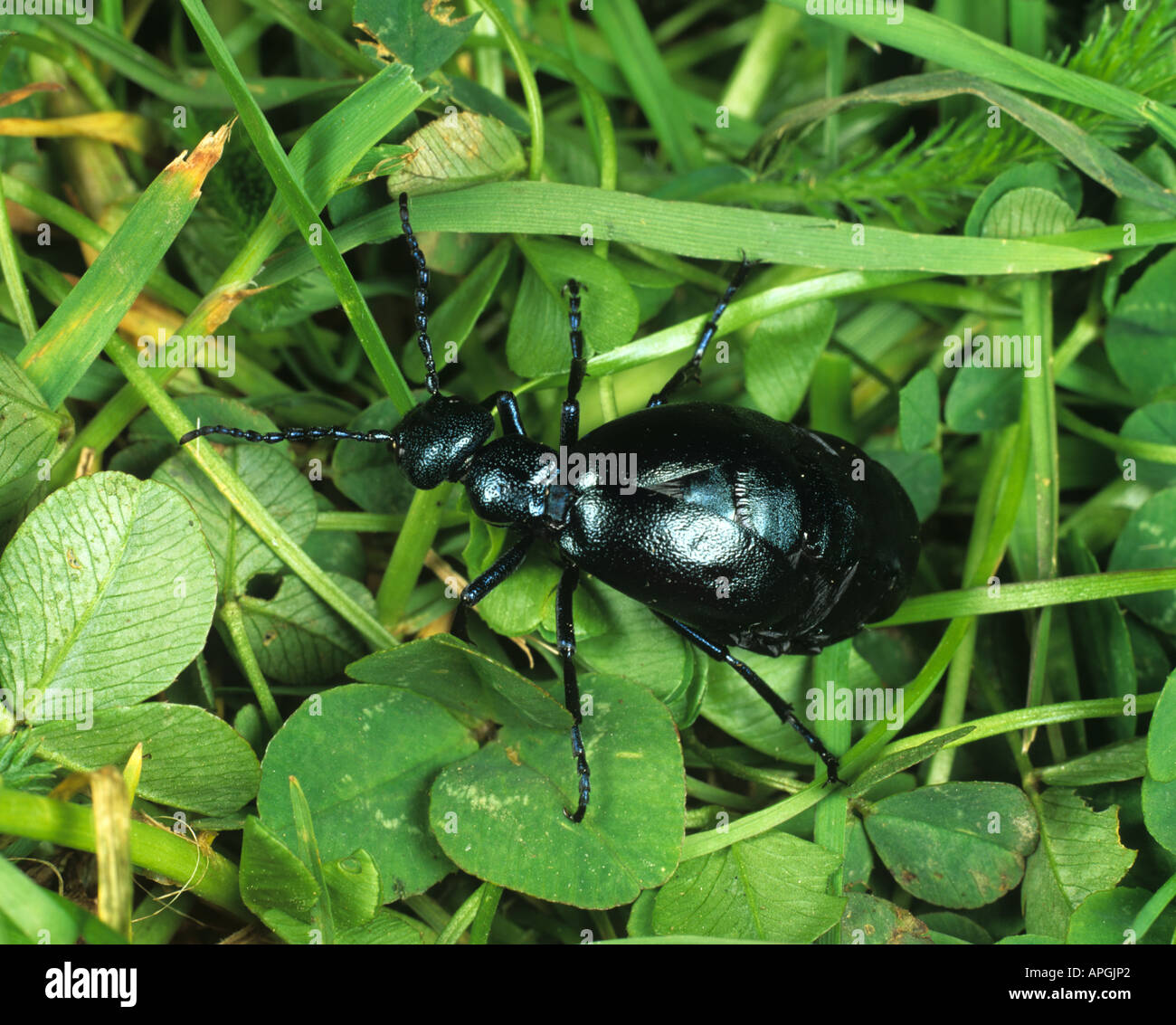 Violet oil beetle (Meloe violaceus) female on grass a scarce insect ...