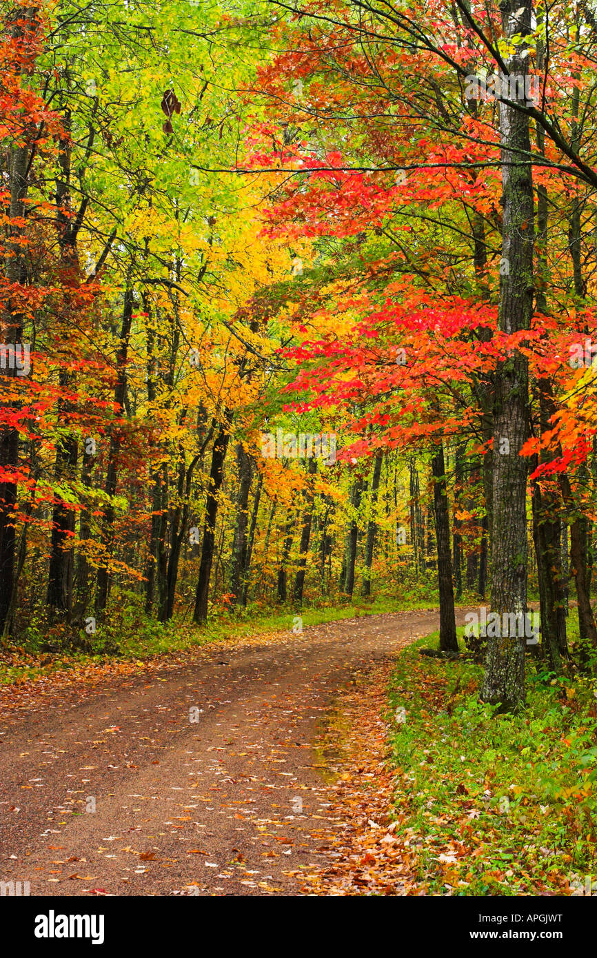 A gravel road winds through the colorful autumn forest of St Croix ...