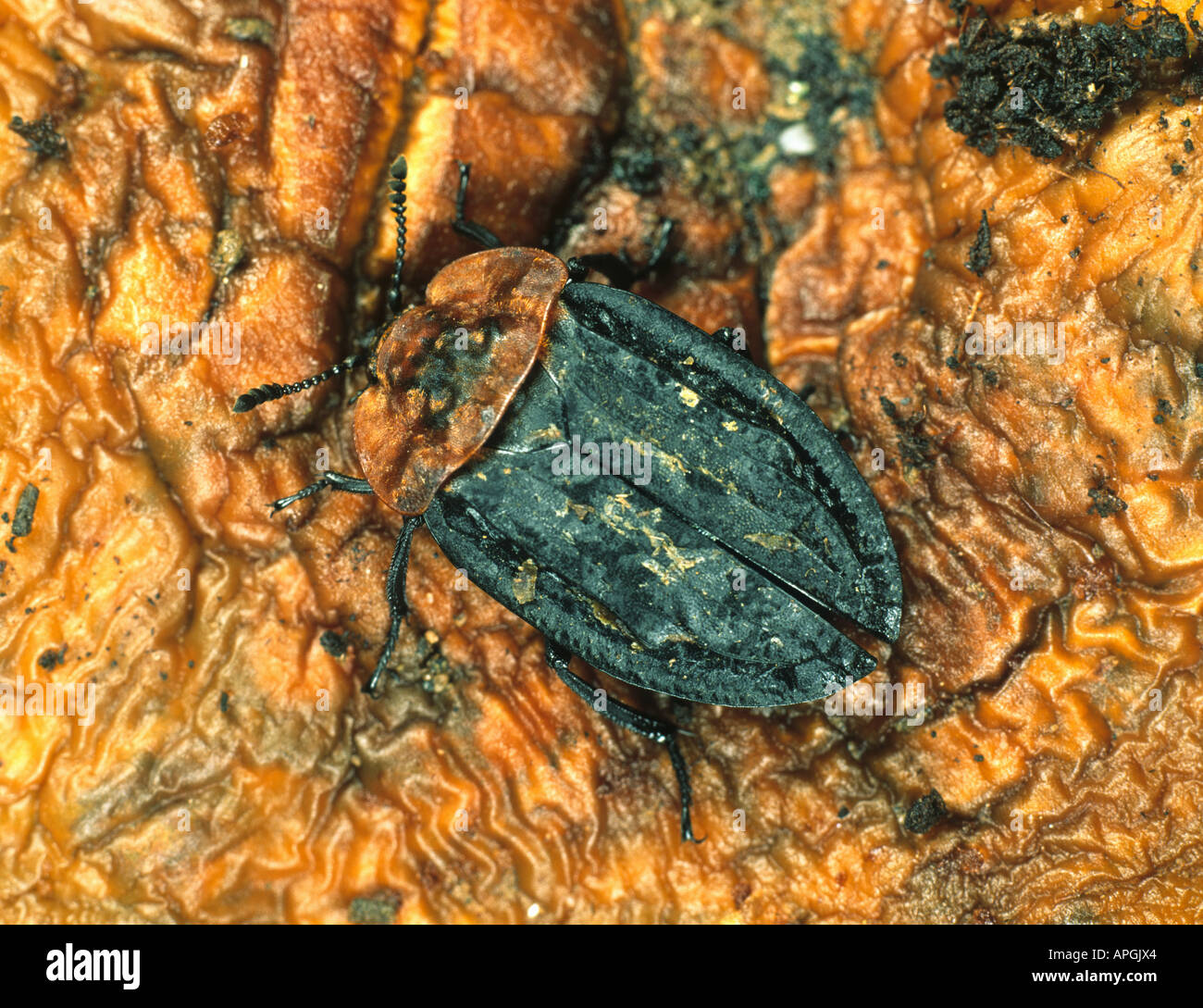 Oiceoptoma hi-res stock photography and images - Alamy