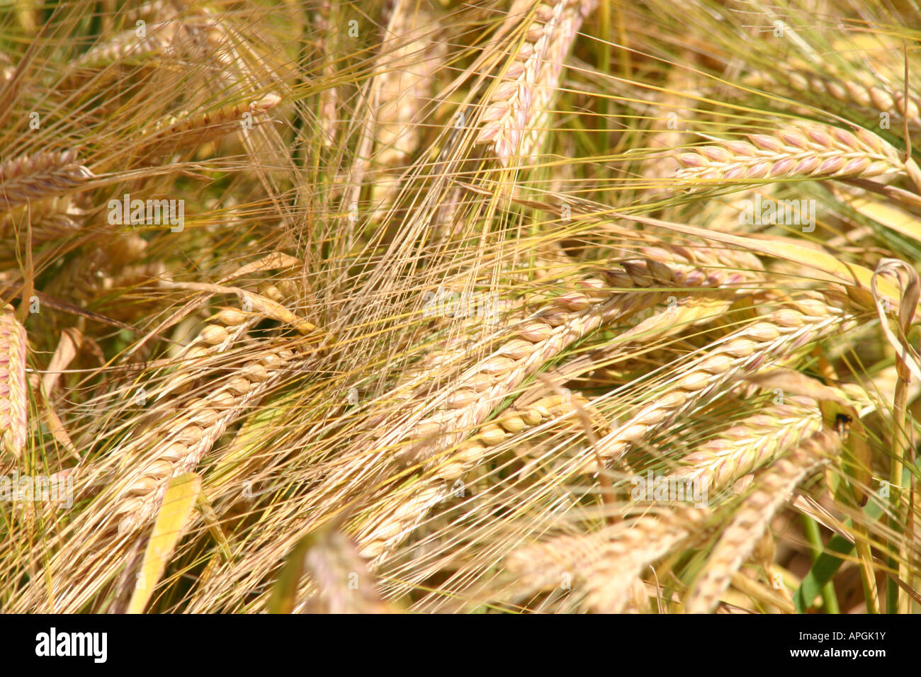 windswept golden barley grass seed heads in sunshine Stock Photo - Alamy