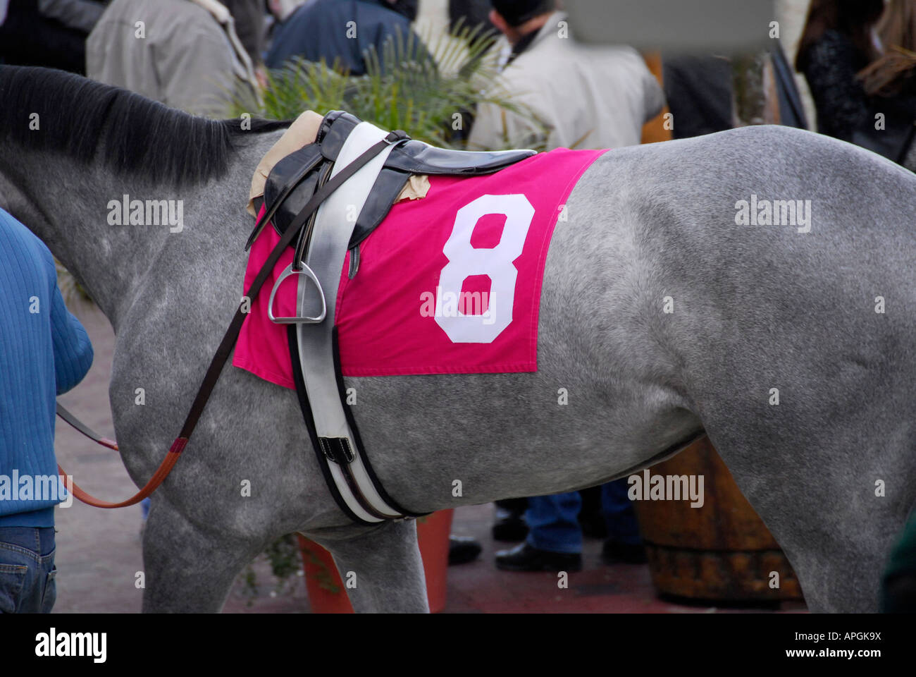 Number numeral eight racehorse hi-res stock photography and images - Alamy