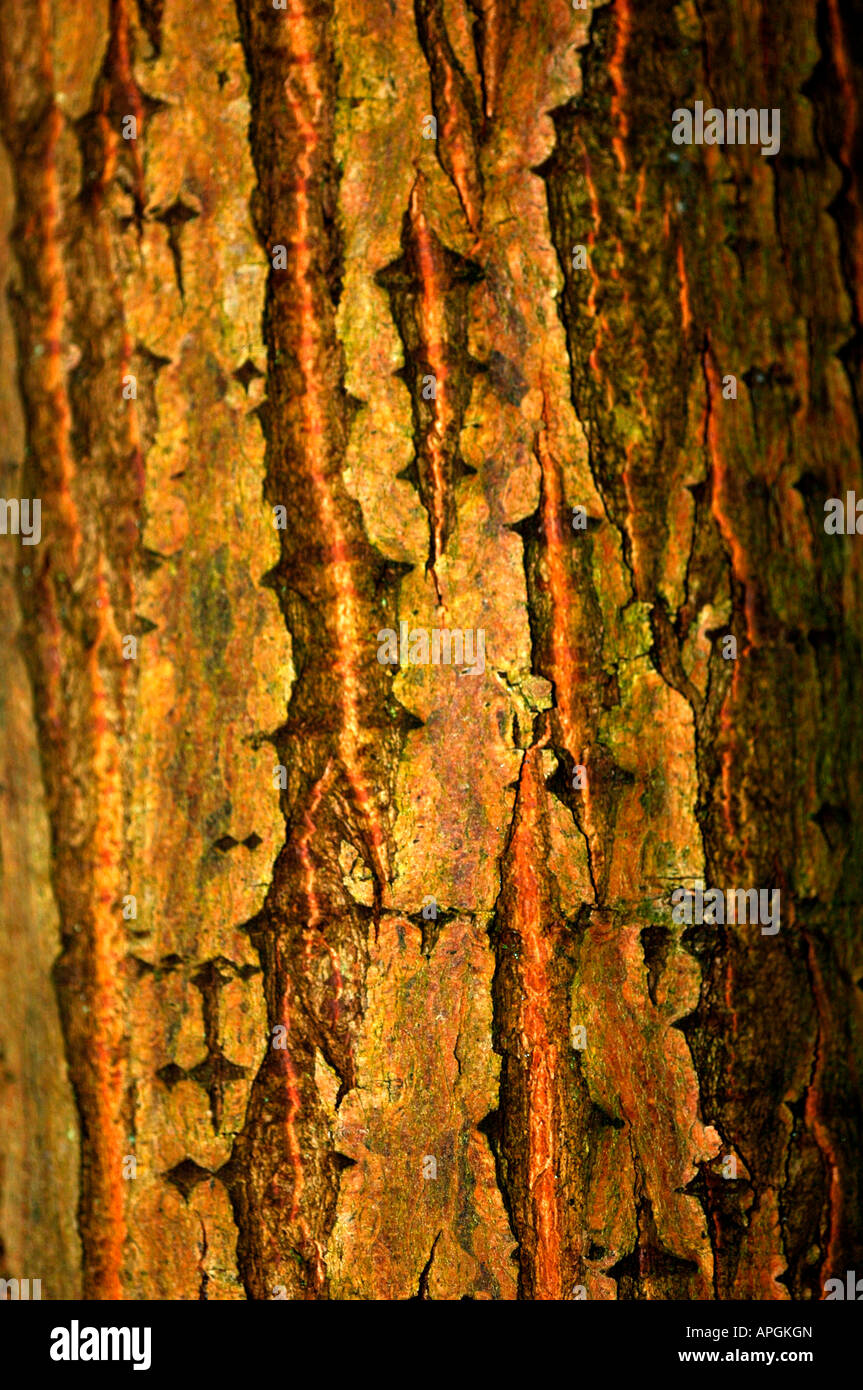 Natural Colourful Patterns & Textures,Of Bark On A Tree Stock Photo - Alamy