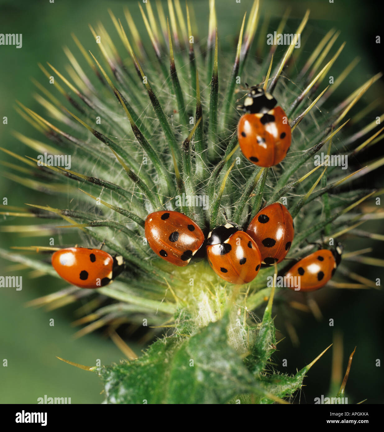 Seven spot ladybirds (Coccinella septempunctata) preparing to ...