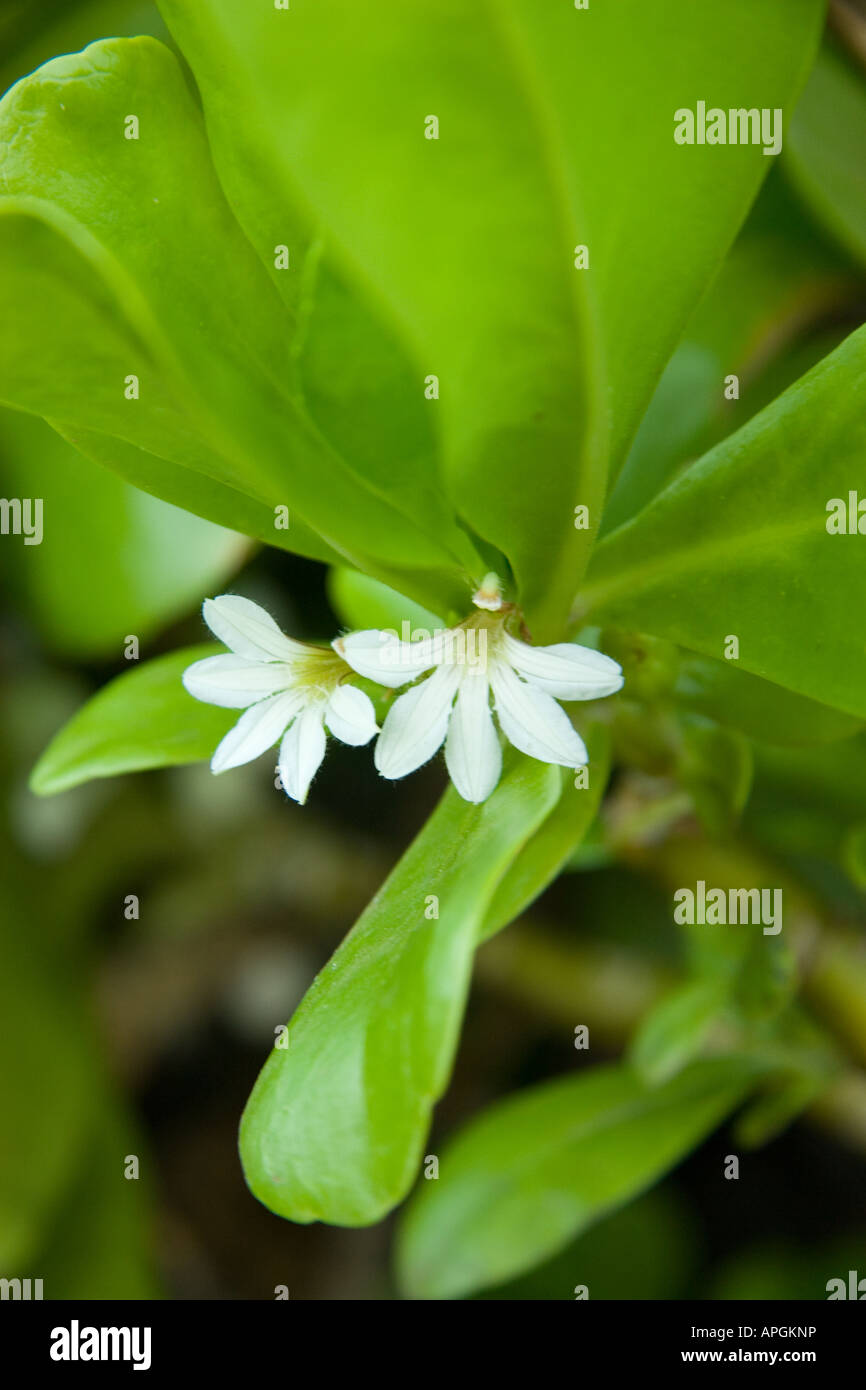 Naupaka or the Hawaiian half-flower, Oahu Stock Photo - Alamy