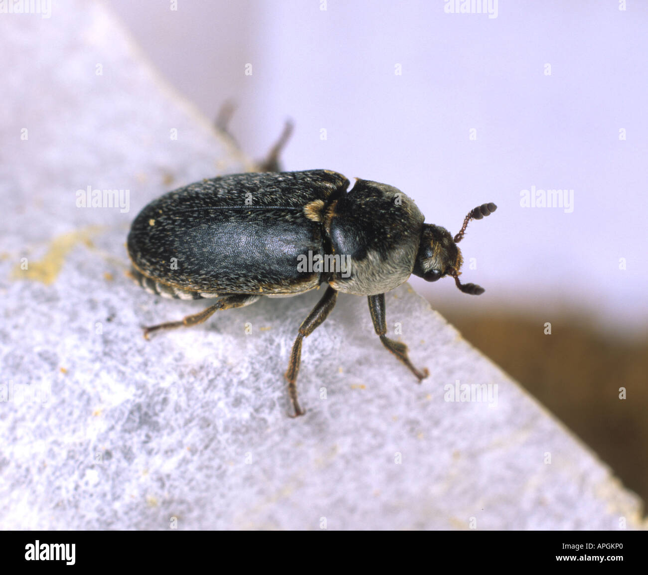 Hide beetle hi-res stock photography and images - Alamy