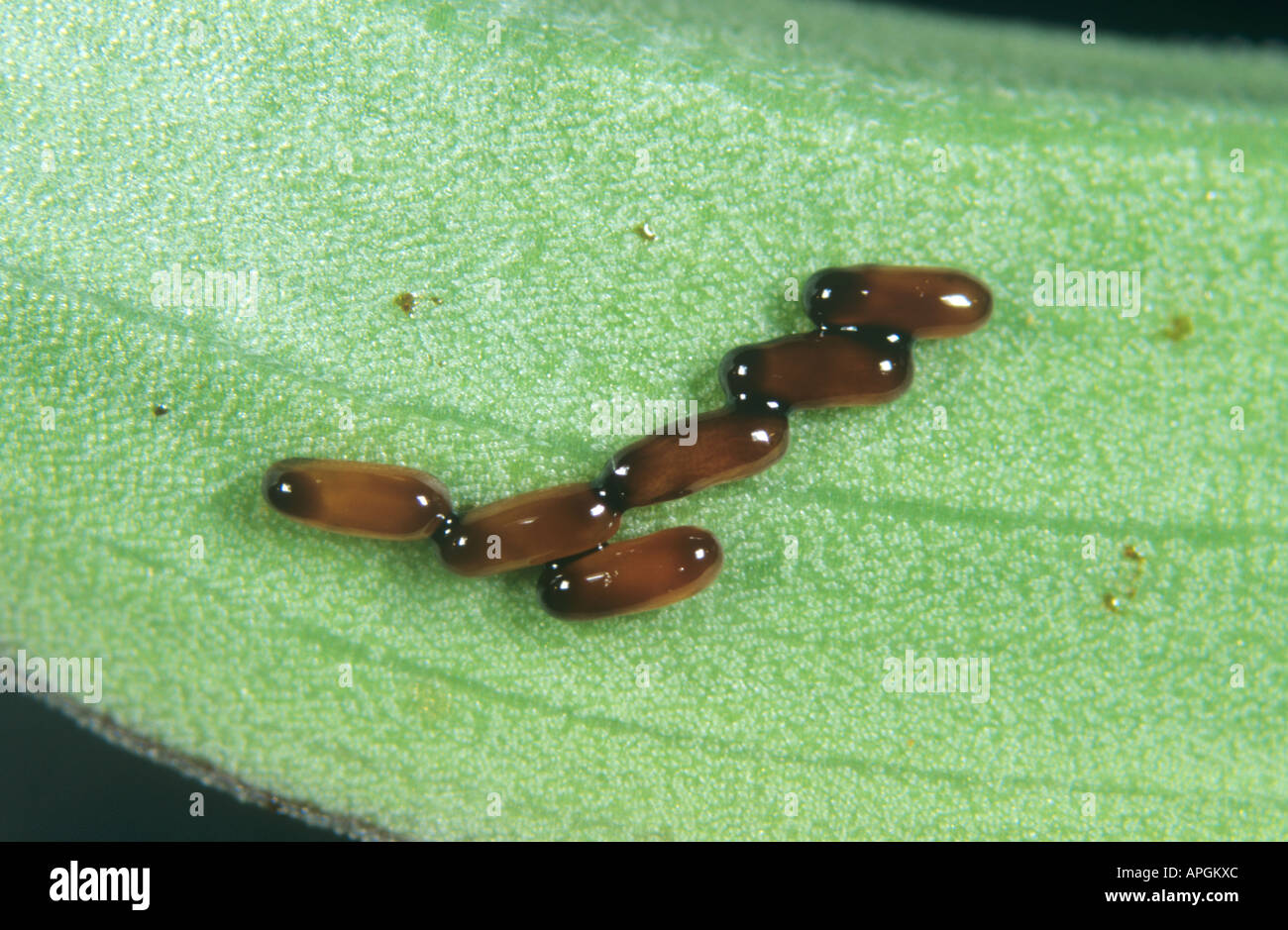 Lily beetle Lilioceris lilii eggs about to hatch on a lily leaf Stock ...