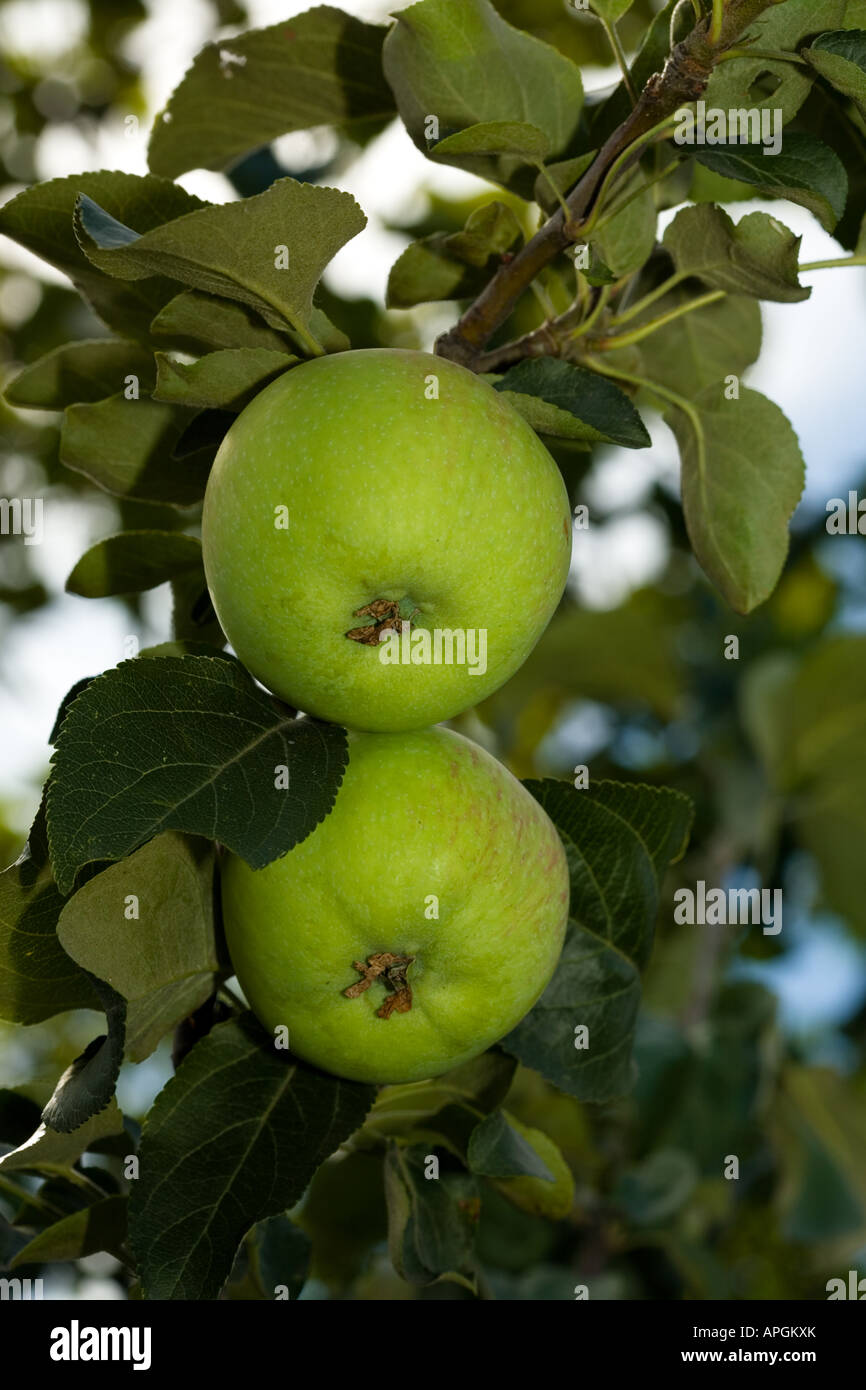 Two unripe apples in the branch of tree Stock Photo - Alamy
