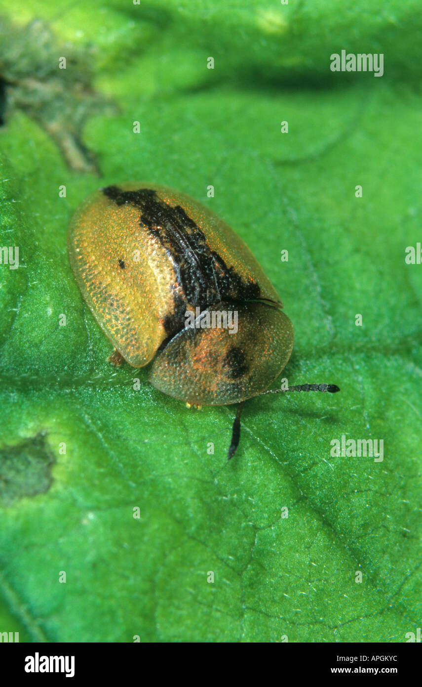 Ortoise hi-res stock photography and images - Alamy