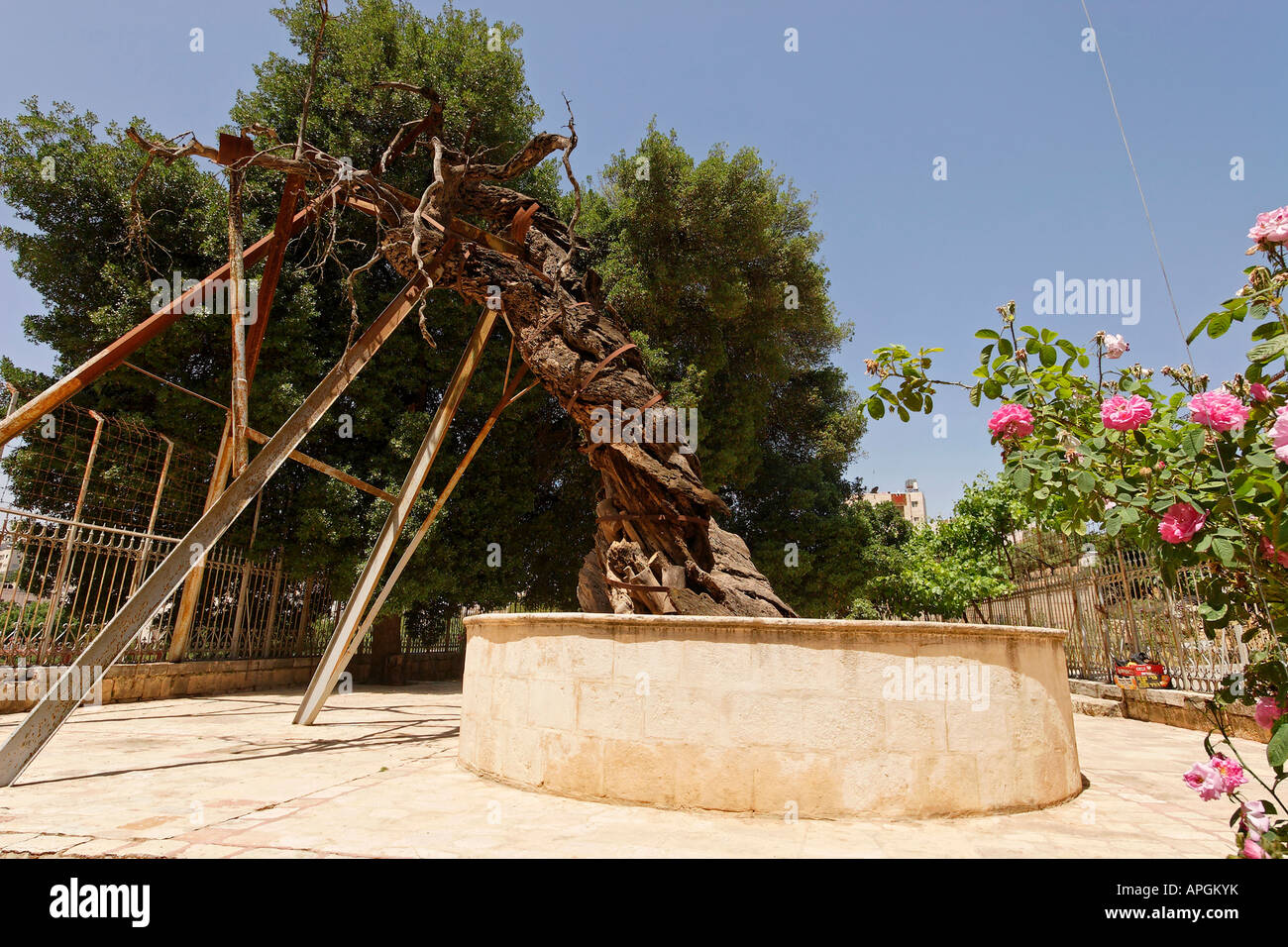 Judea Abraham s Oak Kermes Oak at the Russian Orthodox Church in Hebron ...