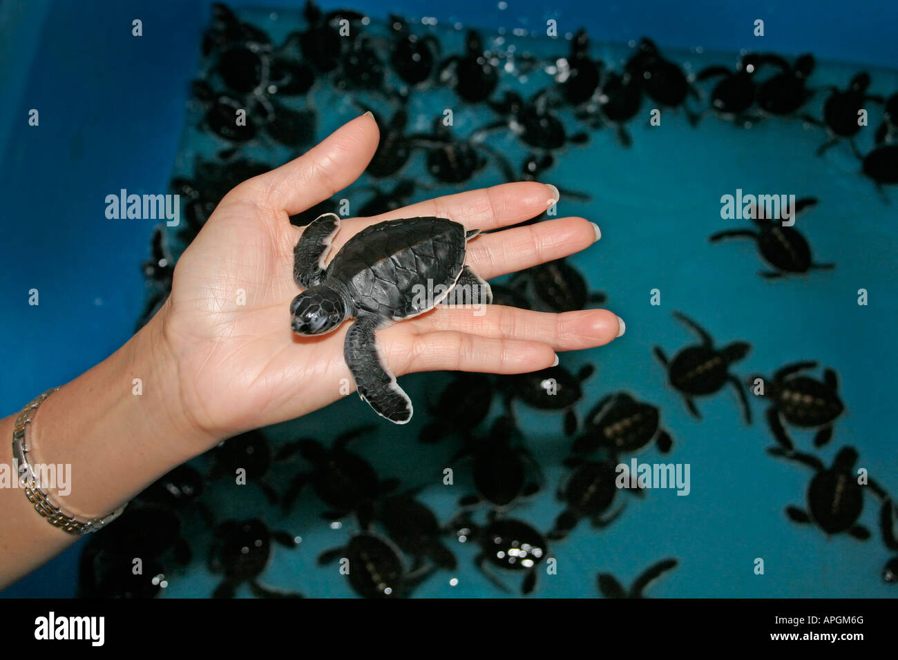 baby Leatherback turtle held in a hand (Dermochelys coriacea Stock ...