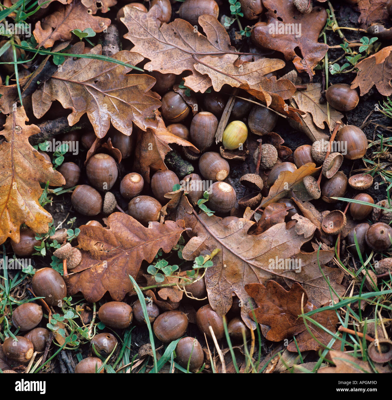 Acorns From English Oak Quercus robur Stock Photo - Alamy