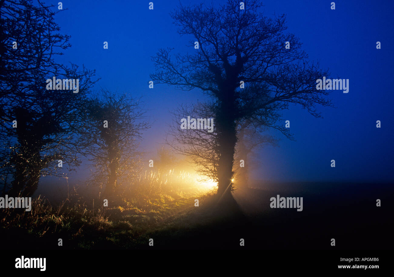 Oak Quercus robur & Car Lights Norfolk Country Lane Stock Photo - Alamy