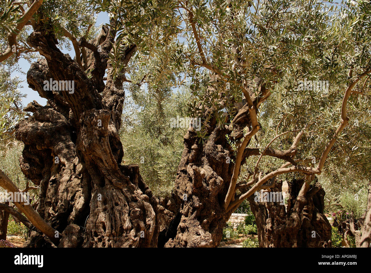 Garden of gethsemane israel hi-res stock photography and images - Alamy