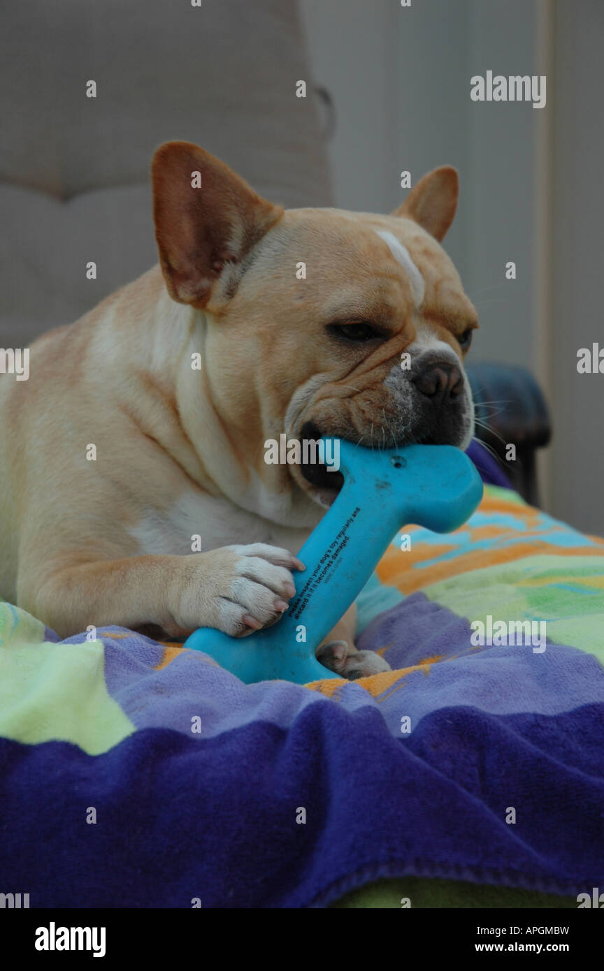 French Bull Dog with a bone Stock Photo - Alamy
