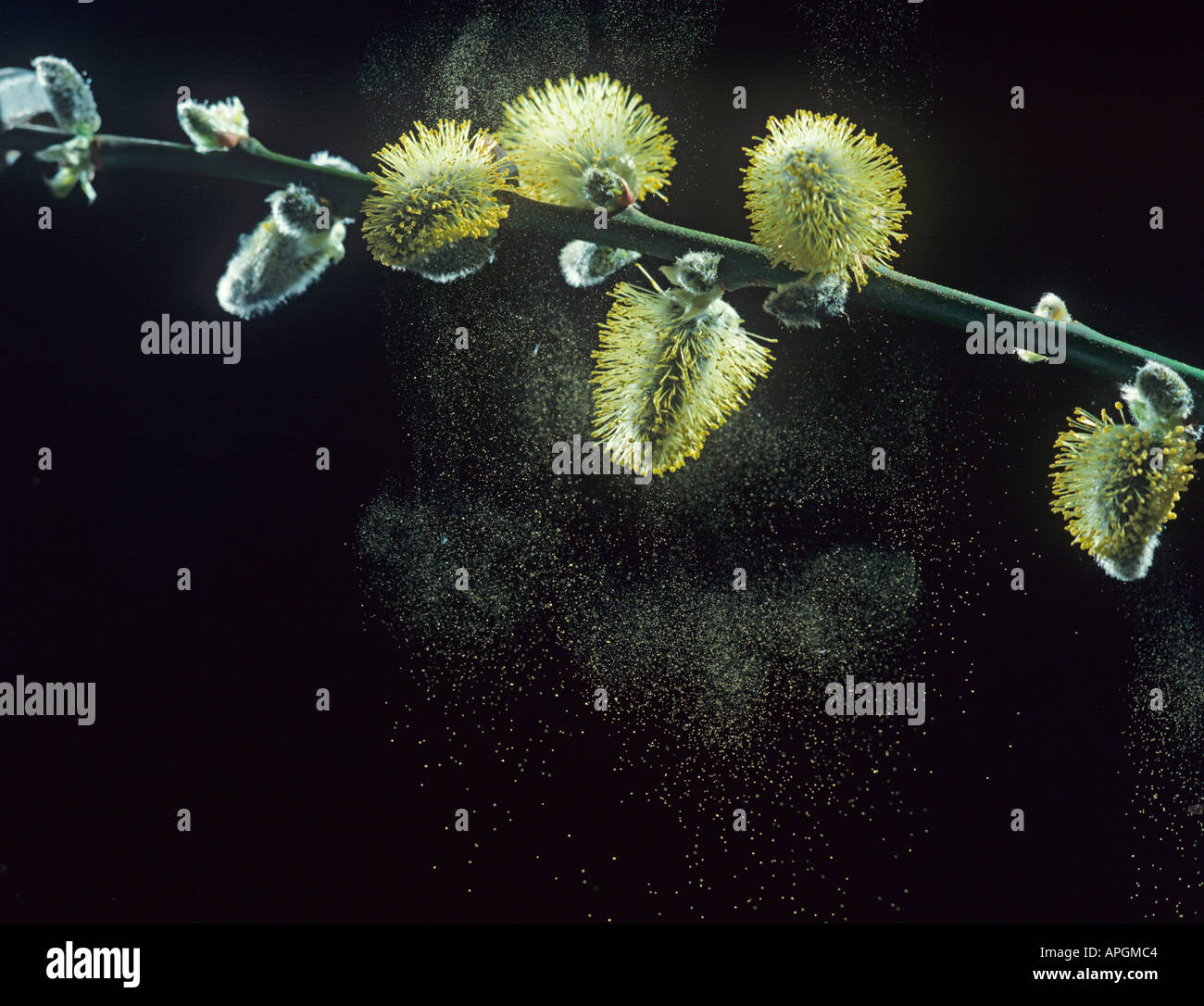 Sallow Salix caprea Pollen Falling from Flowers Stock Photo - Alamy