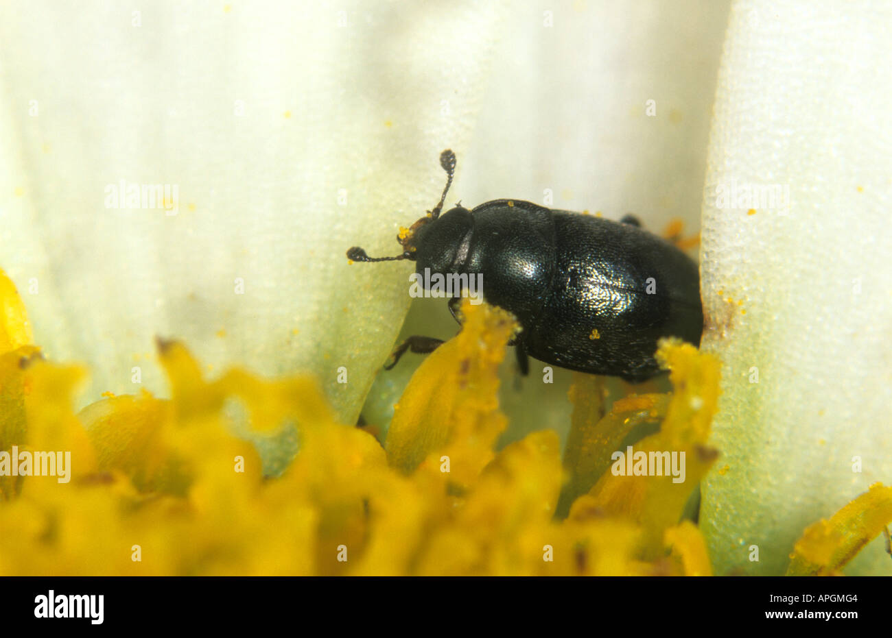 Daisy flower beetle hi-res stock photography and images - Alamy