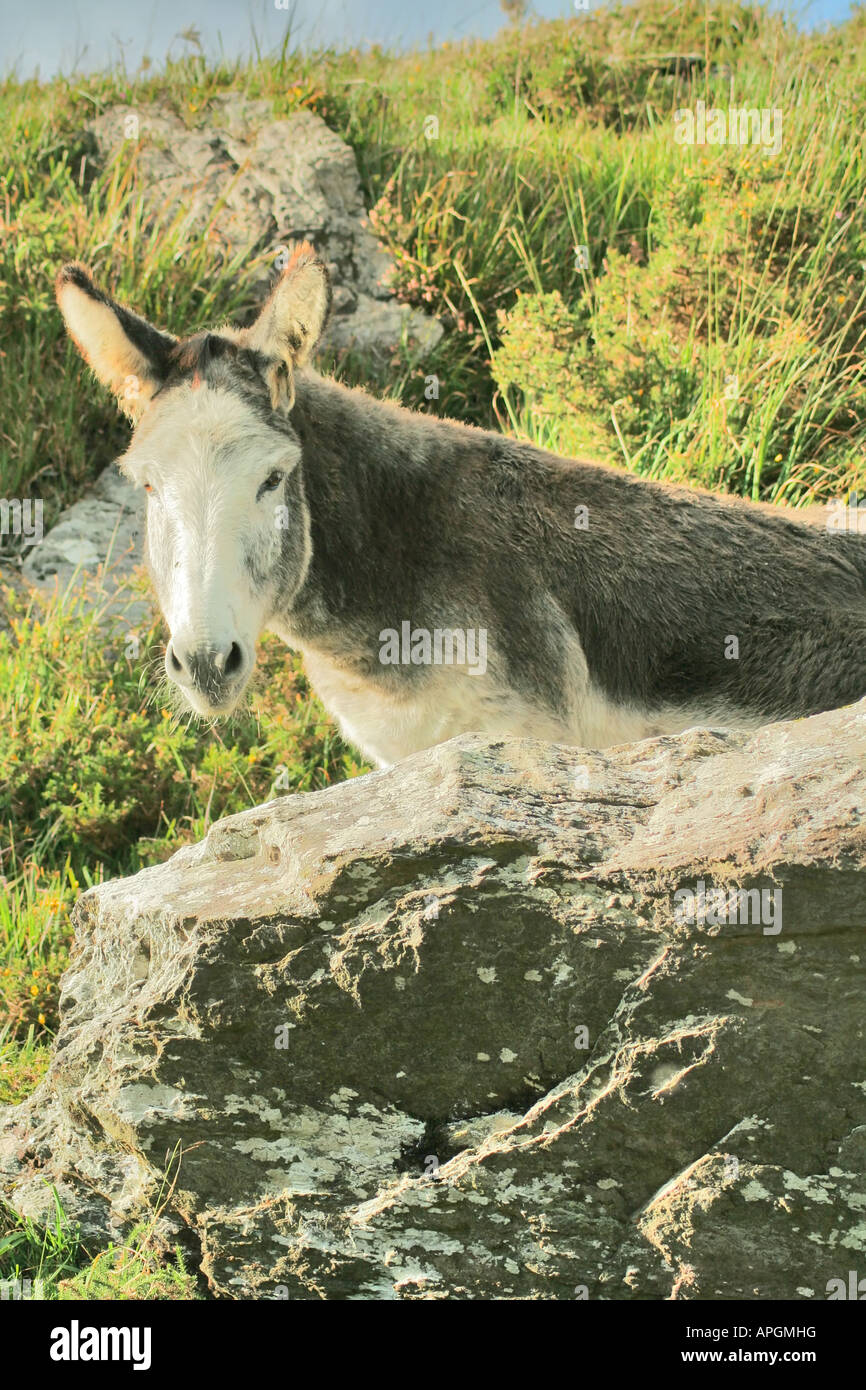 a donkey standing on top of a rock on hilside in ireland Stock Photo ...